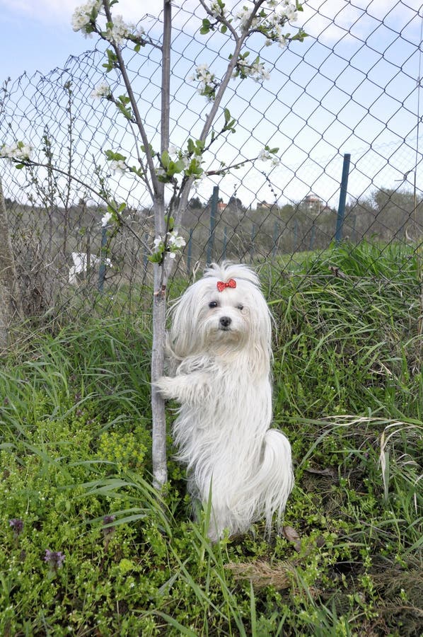 Maltese Dog with a Red Bow Poses Near a Young Tree. Stock Image - Image ...