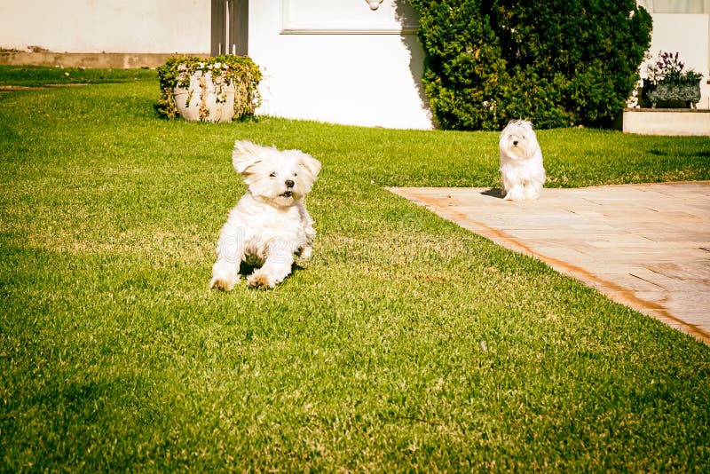 Maltese Dog Running on the Grass Stock Photo - Image of small, playful ...