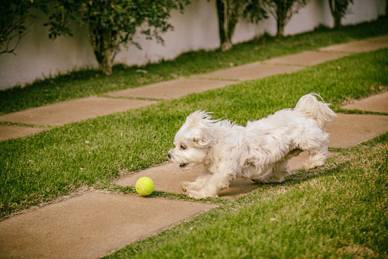 Maltese Dog Running on the Grass Stock Image - Image of happy, friend ...