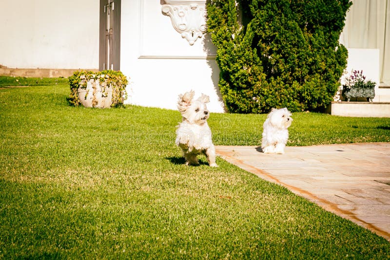 Maltese Dog Running on the Grass Stock Photo - Image of sweet, obedient ...