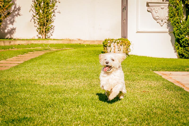 Maltese Dog Running on the Grass Stock Image - Image of animal, cute ...