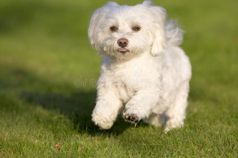 A Maltese Dog Running in Grass Stock Image - Image of outer, passion ...