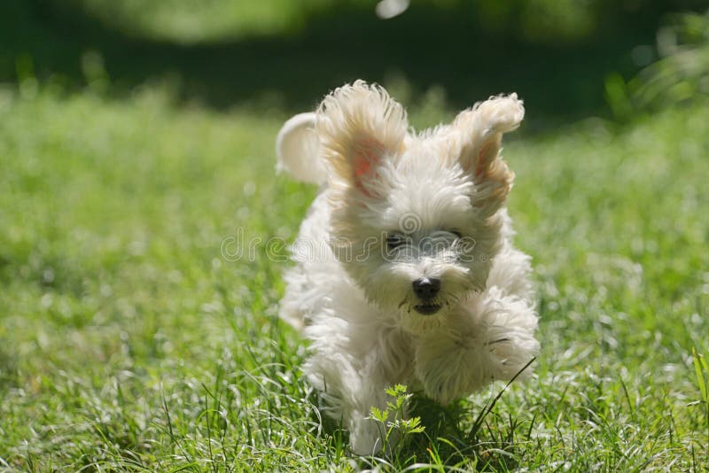 Maltese Dog Running and Jumping Stock Photo - Image of canine, poodle ...