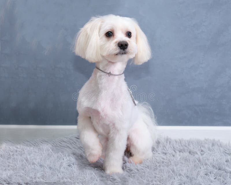 A Maltese Dog Sits on a Grey Mat after Being Groomed by a Grooming ...