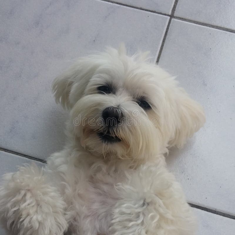 Maltese dog smile to you stock image. Image of lovedogs - 123573953