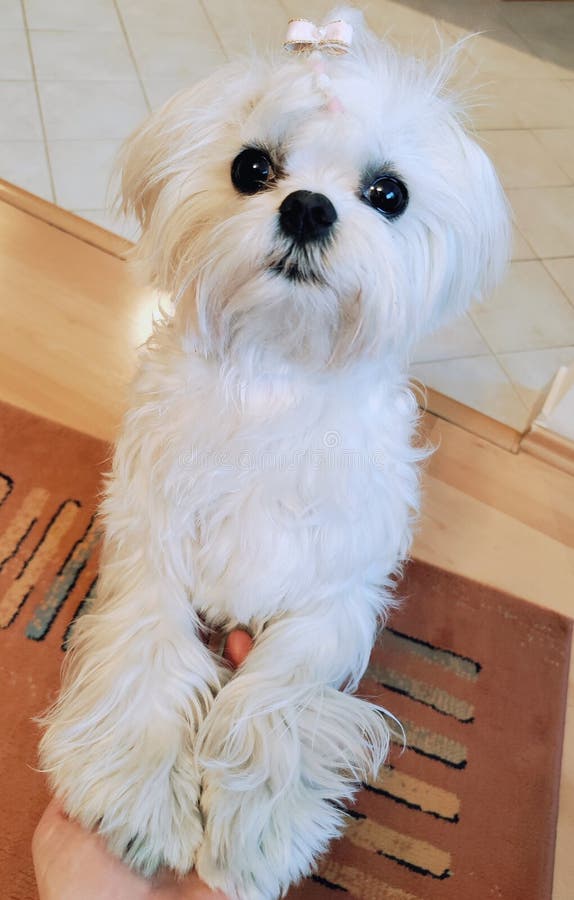 Maltese Doggie with a Pink Topknot Stock Photo - Image of maltese ...