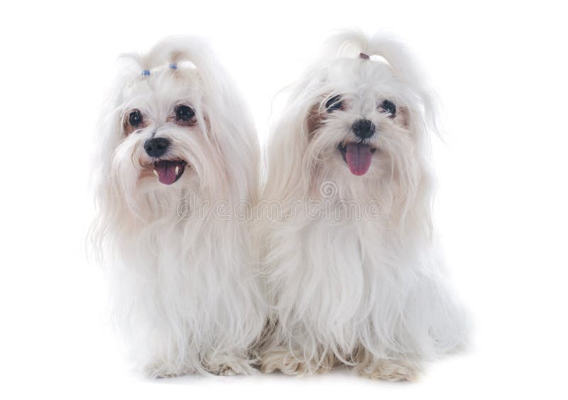 Two Maltese dogs stock image. Image of malteser, brown - 3763533