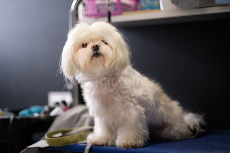 Maltese Lapdog after Brushing Teeth with Open Mouth and Healthy Teeth ...