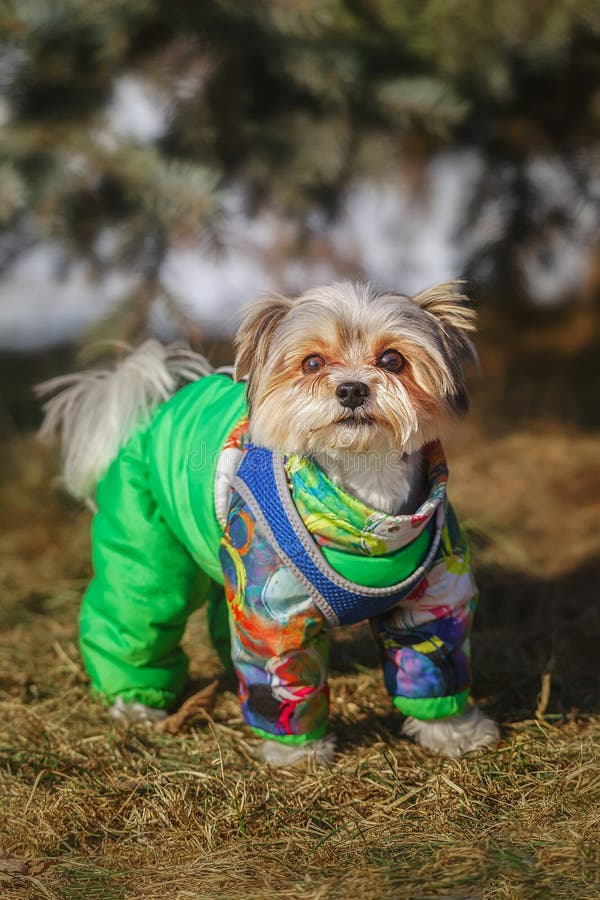 Maltese Lapdog in Winter in the Park Stock Image - Image of nature ...