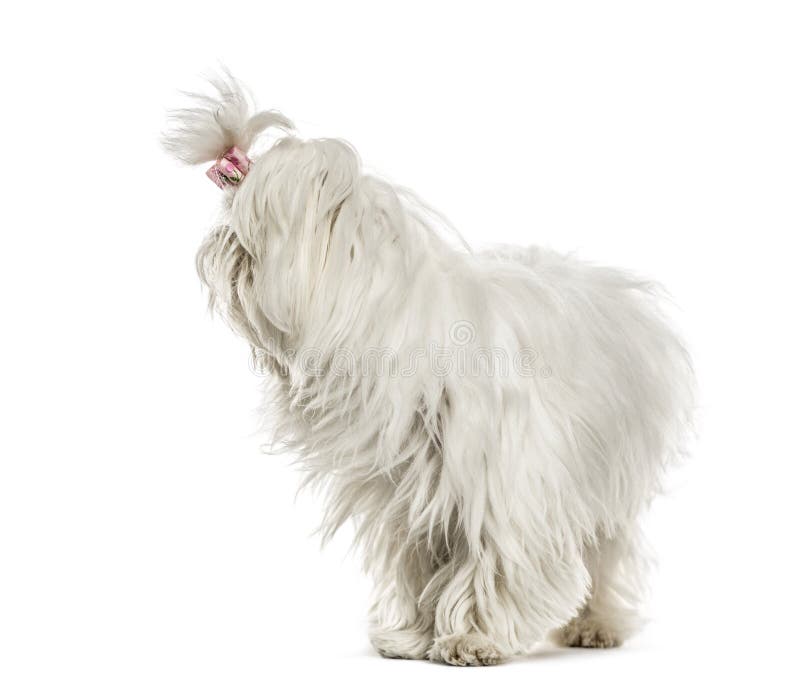 270 Dog Looking Backwards Stock Photos - Free & Royalty-Free Stock ...