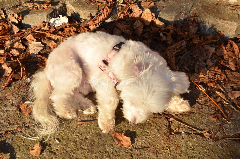 Maltese stock image. Image of nature, view, fall, white - 80916667