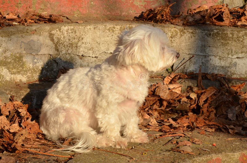 Maltese stock image. Image of nature, maltese, year, fall - 80917019