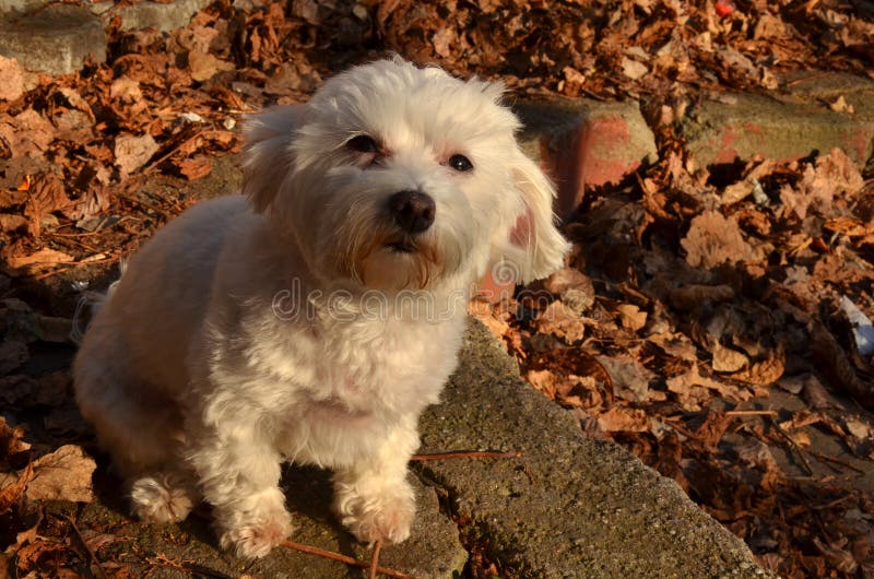 Maltese stock image. Image of forest, fall, white, young - 80917221