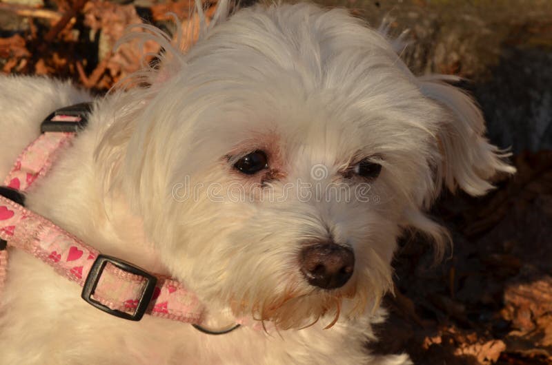 Maltese stock photo. Image of forest, watching, fall - 80917264