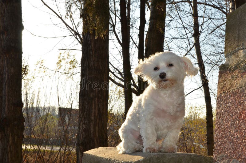 Maltese stock photo. Image of fall, view, young, nature - 80918652