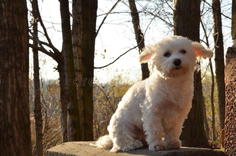 Maltese stock photo. Image of fall, puppy, white, maltese - 80919452