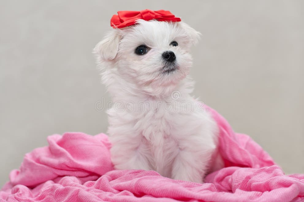 Maltese puppy stock image. Image of young, creature, adorable - 25084991