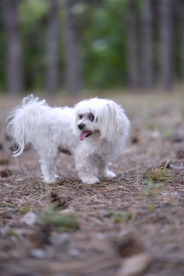 Maltese Puppy - Maltese Dog Breed,mini or Teacup Maltese Stock Image ...
