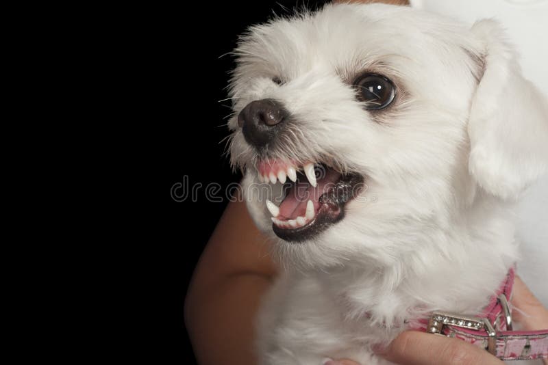 Maltese Puppy Royalty Free Stock Photo - Image: 30774945