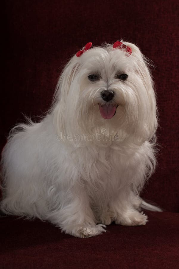 Maltese stock photo. Image of maltese, sitting, doggy - 95917598
