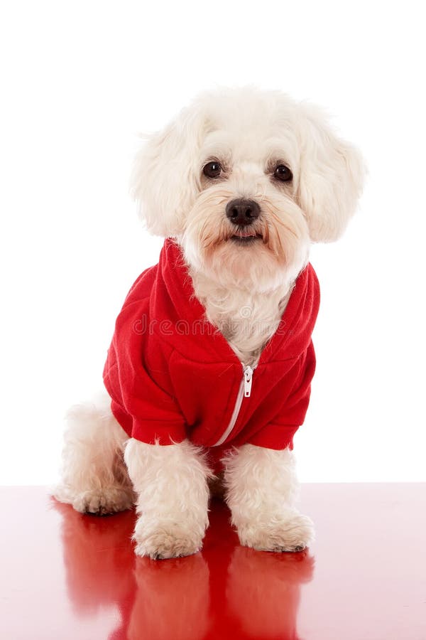 Maltese in red dress stock photo. Image of animal, sitting - 73001820