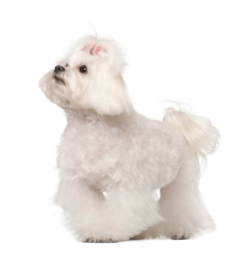 Side View Maltese Dog Standing Stock Photos - Free & Royalty-Free Stock ...