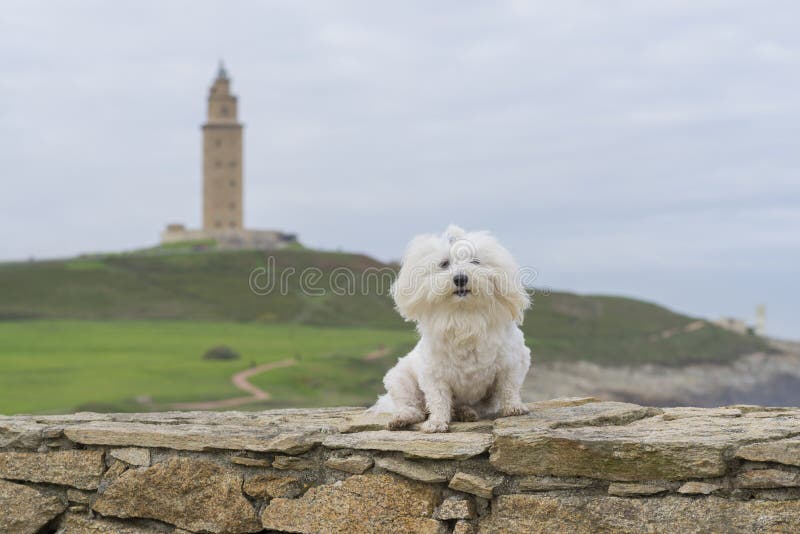 Maltese and tower. stock image. Image of white, canine - 62224717