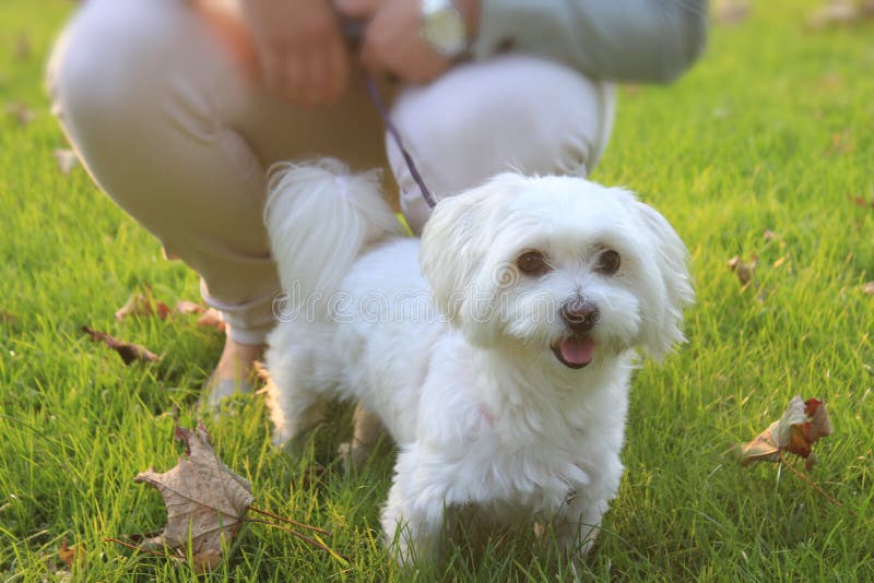 Malteser / Maltese - West Higland Terrier Half-breed Stock Image ...