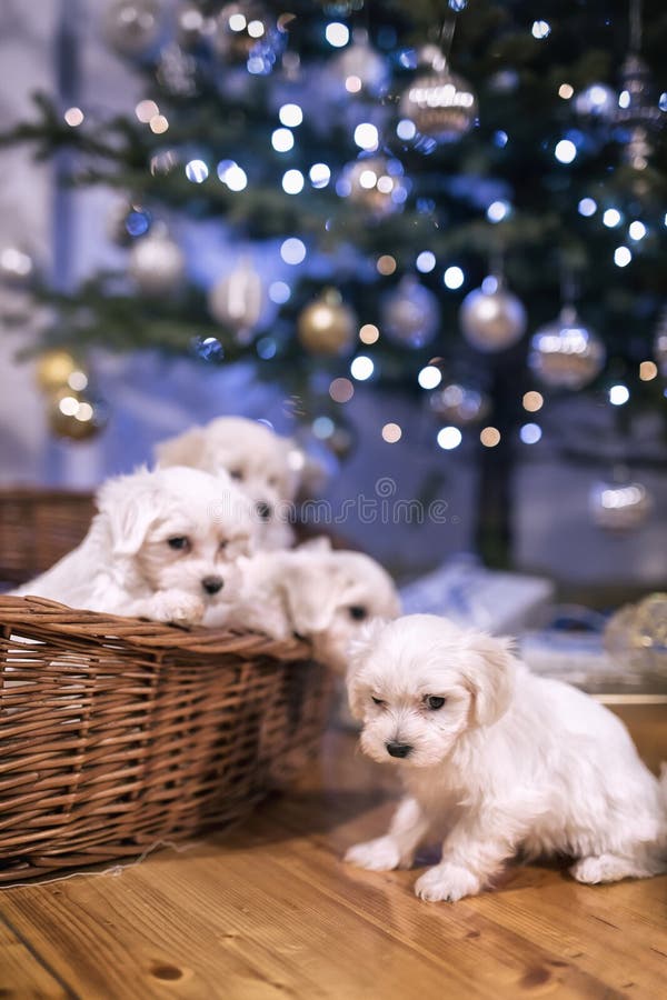 Malteser Puppies Under Christmass Tree Lights Stock Image - Image of ...