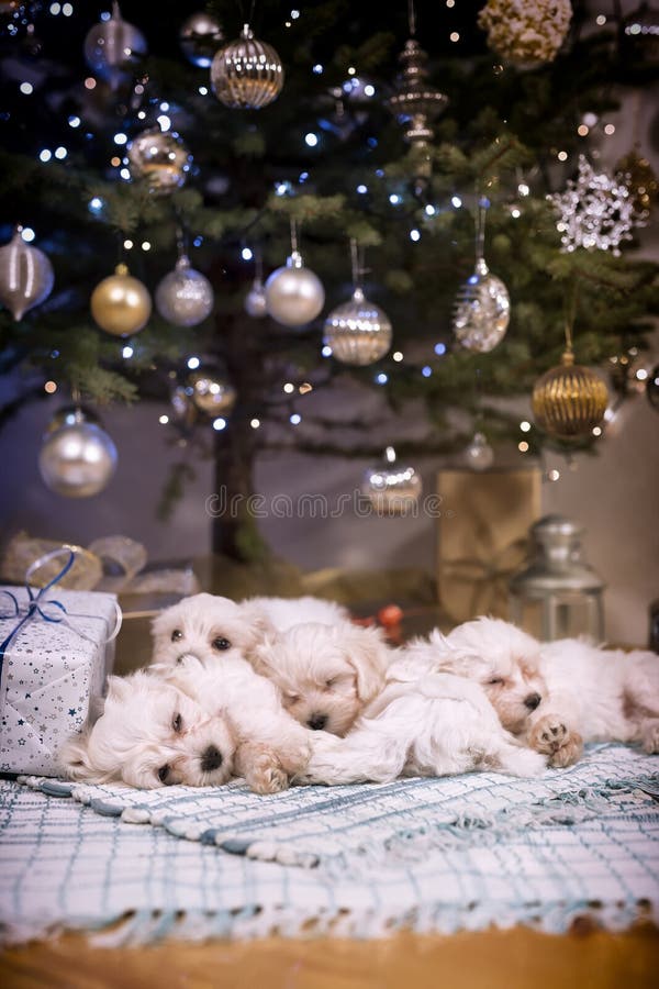Malteser Puppies Sleeping Under Christmass Tree 2 Stock Image - Image ...
