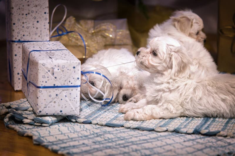 Malteser Puppies Under Christmass Tree Stock Photo - Image of gifts ...