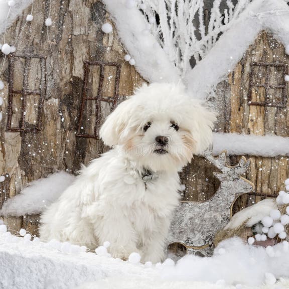 Maltesisch stockfoto. Bild von tradition, leute, traditionell - 49911638
