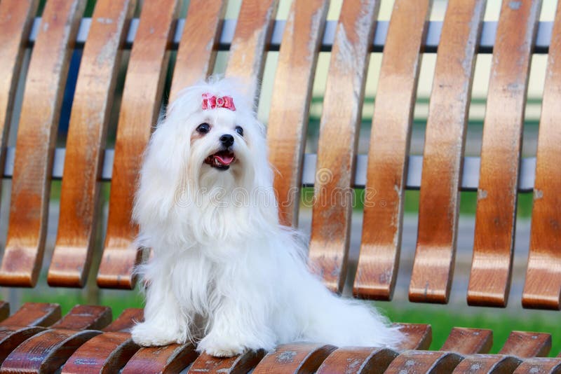 Maltesisch Gegen Dunklen Hintergrund Stockfoto - Bild von tier, grün ...
