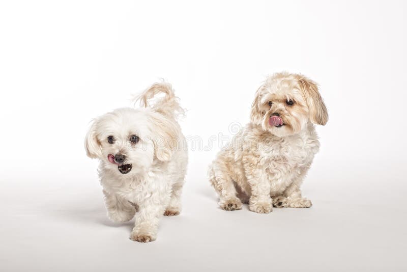 Maltipoo Valp fotografering för bildbyråer. Bild av kopia - 55147711