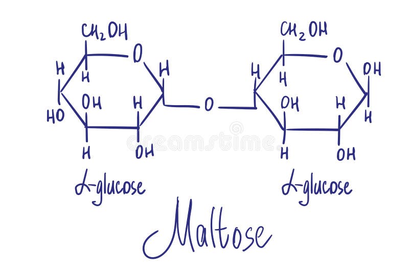 Maltose Chemical Structure. Vector Illustration Hand Drawn Stock Vector ...