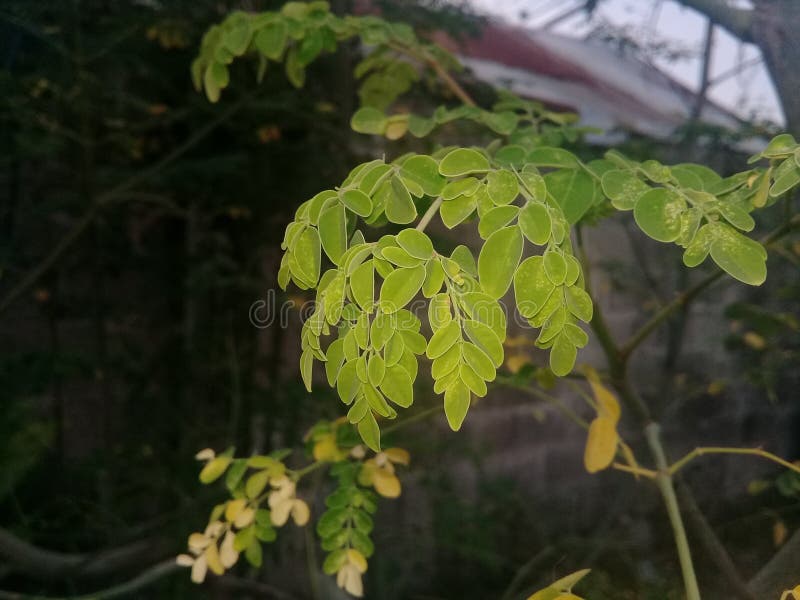 763 Malunggay Stock Photos - Free & Royalty-Free Stock Photos from ...