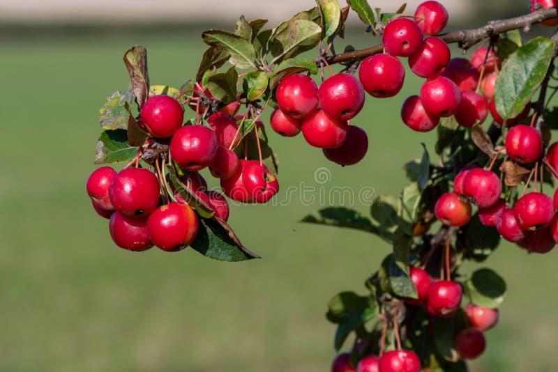 Malus berries stock image. Image of floral, horizontal - 161301177
