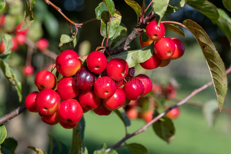 Malus berries stock image. Image of season, colour, natural - 161301509
