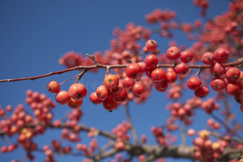 Crab apple tree stock image. Image of garden, orange - 143827689