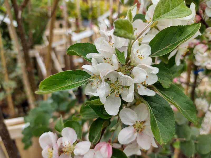 Malus Butterball stock photo. Image of backdrop, horticulture - 360398940