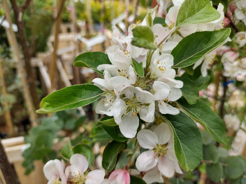 Malus Butterball stock image. Image of beauty, crabapple - 360398949