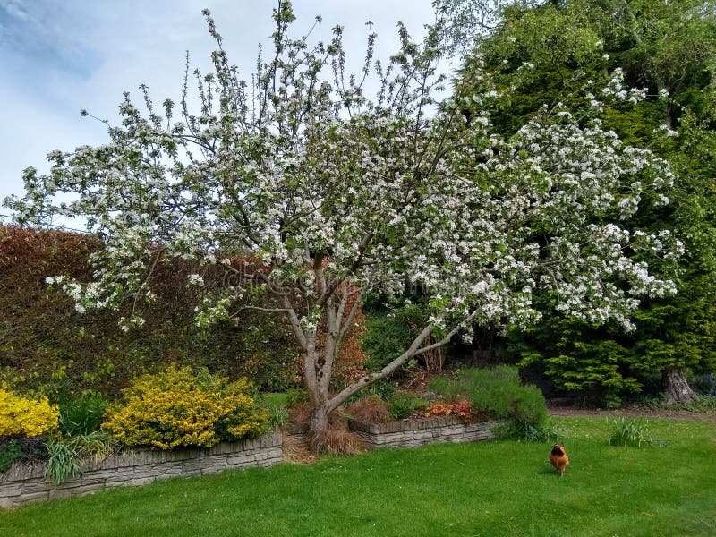Malus domestica `Katy` stock photo. Image of pink, park - 195431390