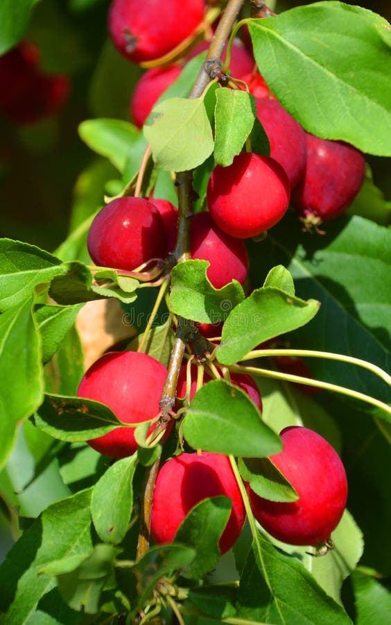 Malus is a Genus of about 30â€“55 Species of Small Deciduous Apple ...