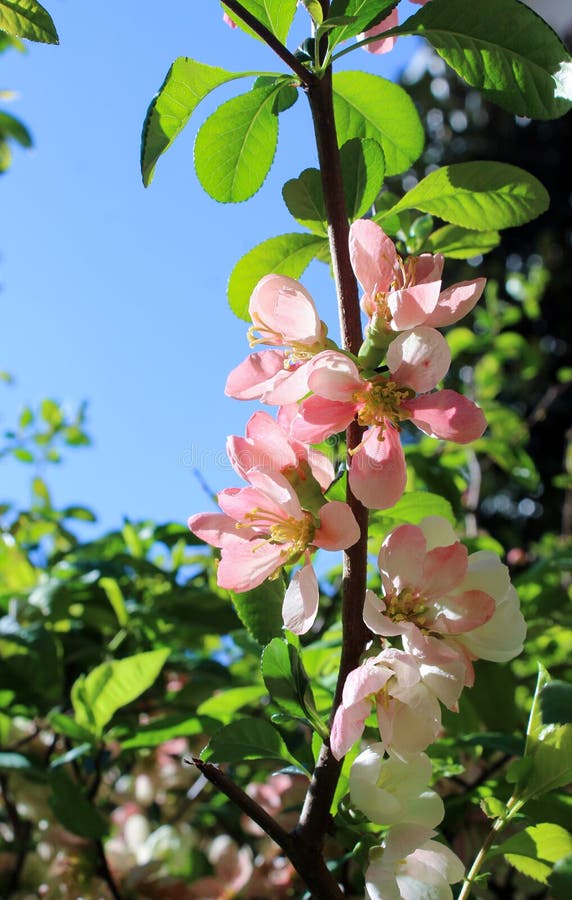 Malus halliana stock photo. Image of botany, pink, blossom - 268383770