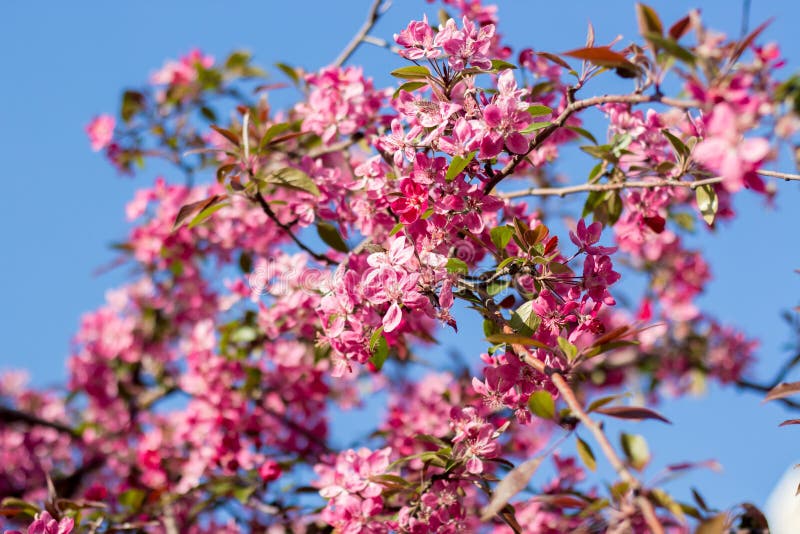 Malus Mokum Apple Tree on Sky Background Stock Image - Image of blossom ...