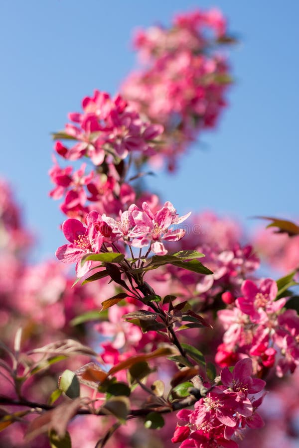 Malus Mokum Apple Tree on Sky Background Stock Image - Image of apple ...
