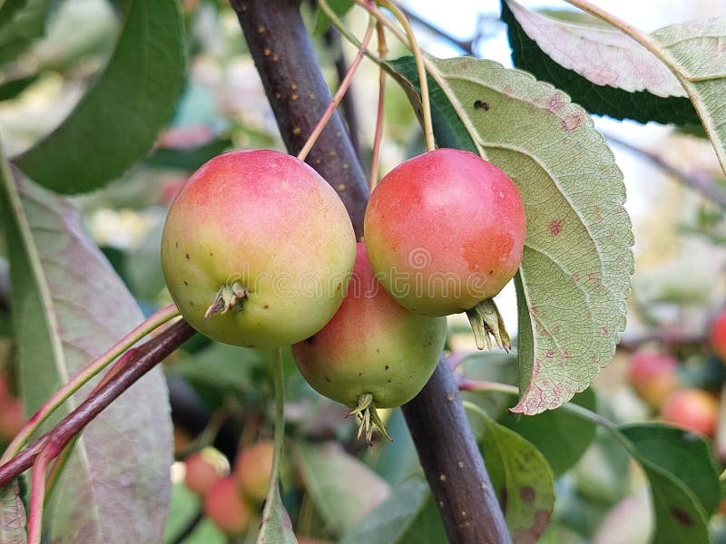Malus prunifolia apples stock image. Image of small - 292179467