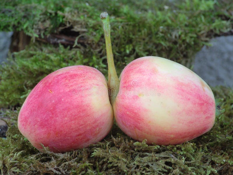 Malus prunifolia stock photo. Image of food, chinese - 236607080