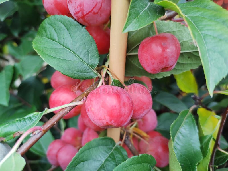 Malus X Robusta Red Sentinel Stock Image - Image of agriculture ...