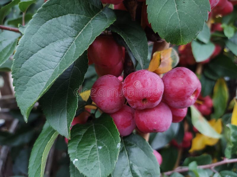 Malus X Robusta Red Sentinel Stock Image - Image of flora, fruits ...